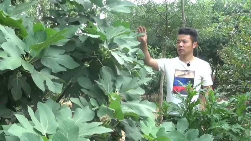 既好吃又有大作用的无花果,小伙带你了解它的神奇功效!