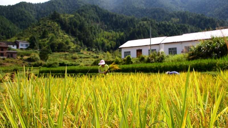 一不小心就和李子柒拍了个同款视频,历经一年,实拍水稻的一生