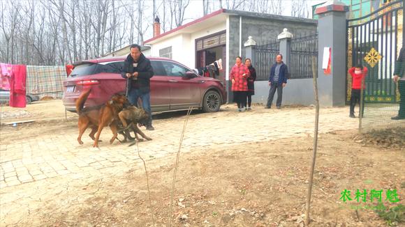 农村土狗与马犬打架 瞬间打败纯正马犬 真正的农村狗王 太棒了