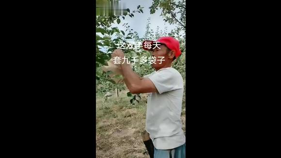 一个苹果到开花结果成熟,得像孩子一样悉心照顾