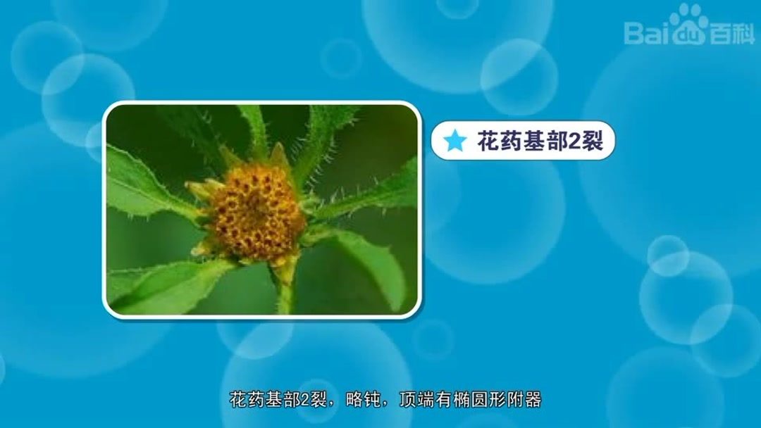 原来羽叶鬼针草长这样