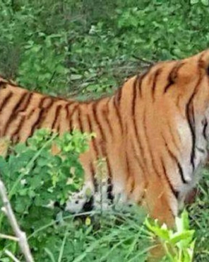 藏獒单挑猛虎 打斗过程这么凶残 比斗狗好看多了