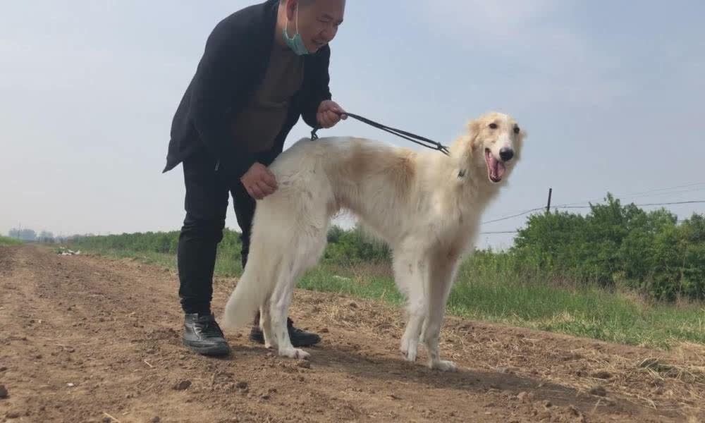 一身雪白的苏俄猎狼犬,对人温顺,却是经常咬狼的品种