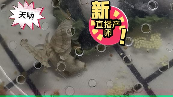 蚕宝宝日记:雌蚕蛾产卵了,天呐,你猜它是一颗一颗卵产还是n颗