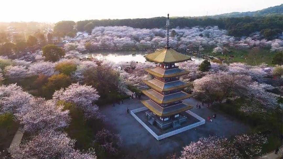 武汉的樱花开好了?这份赏花攻略不得不看!