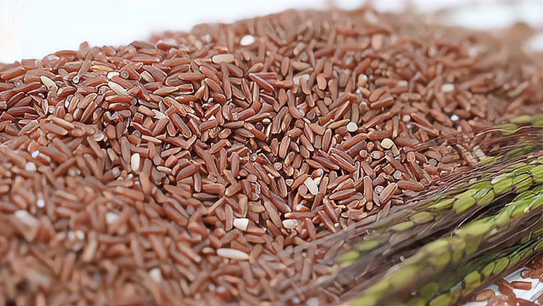 营养价值堪称米中贵族的胭脂稻,你认识吗