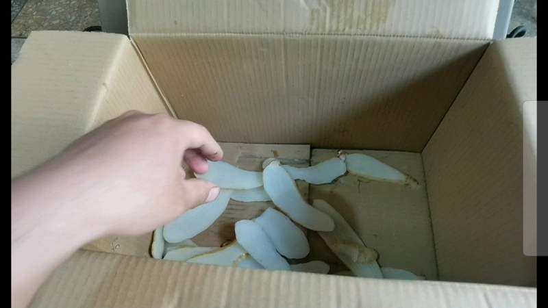 新鲜采挖的天麻开始使用药材切片机加工成片