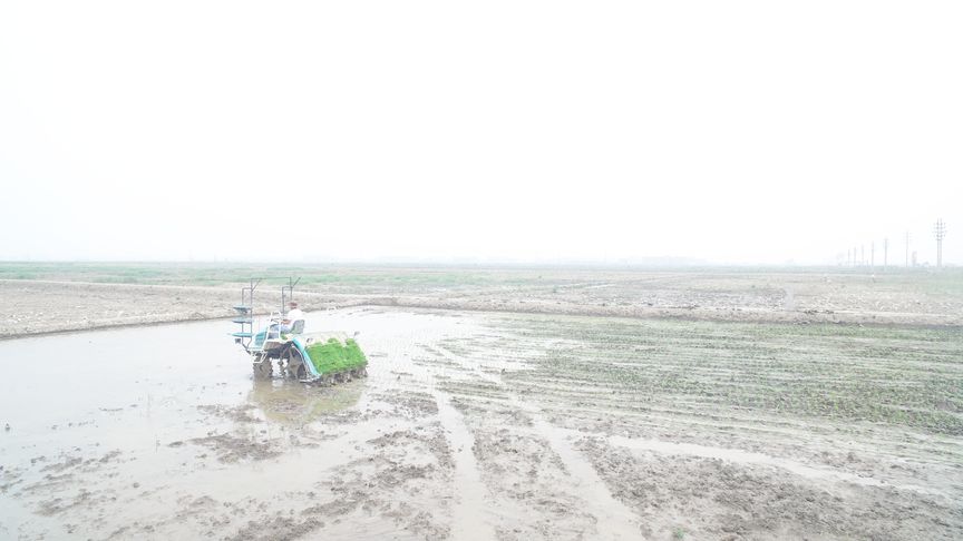 龙港新城水稻种植 温州建业传媒出品0577-88557395