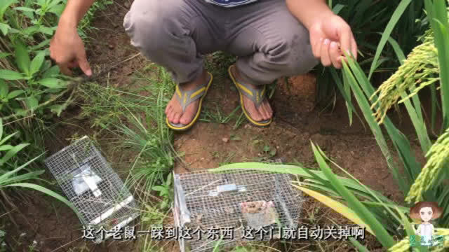 农村小伙子花了二十块钱,买了两个老鼠笼,看一下会不会有老鼠入笼子