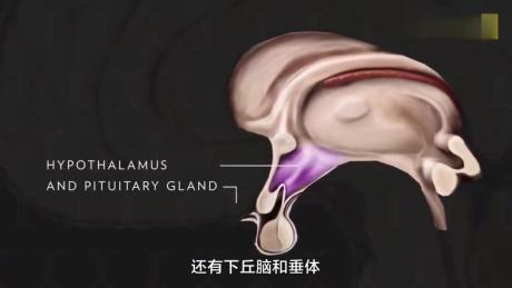 医学科普动画:认识大脑的结构和功能