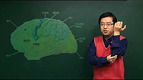 第02讲 神经系统的结构与功能