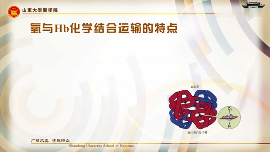医学生理学:6.2.2呼吸系统—气体交换与运输(二)