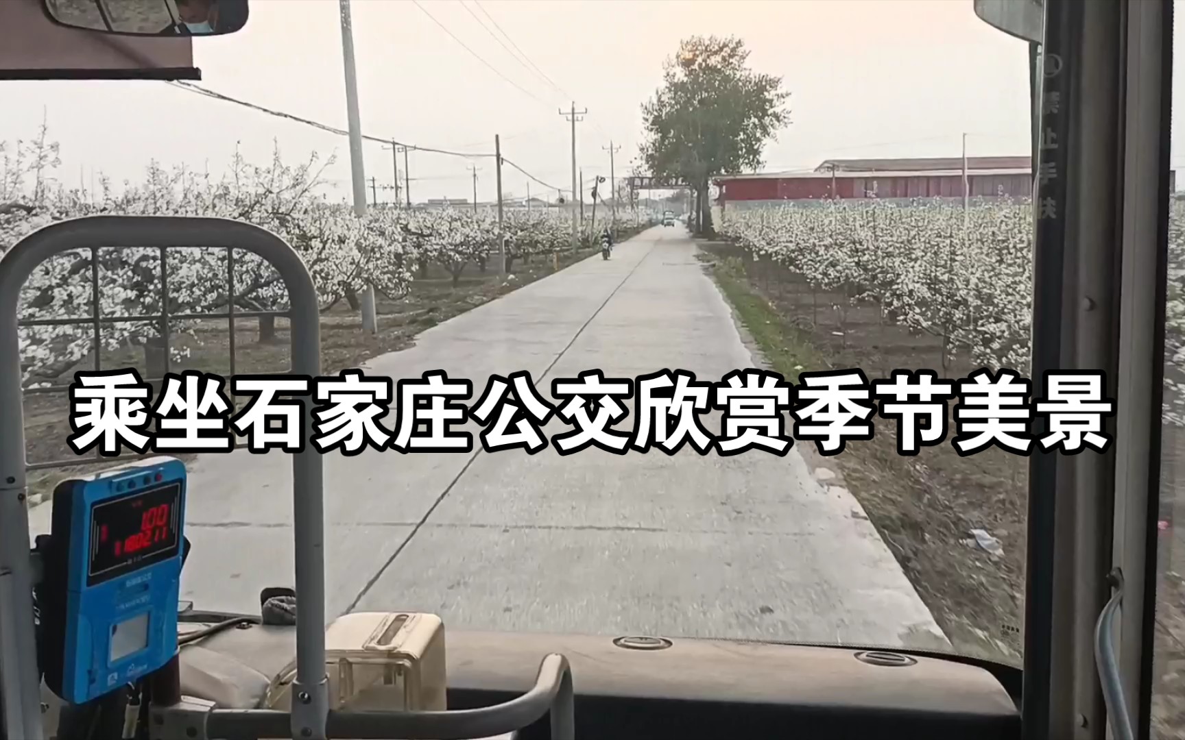 (4k60fps)2023.4.1,乘坐石家庄公交520路欣赏梨花绽放禾苗生长,2022....