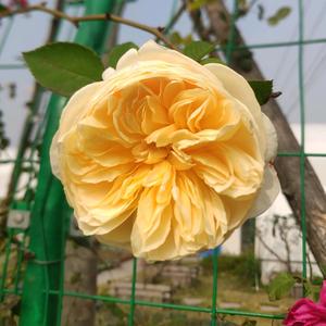 祥龙农业专业合作社 