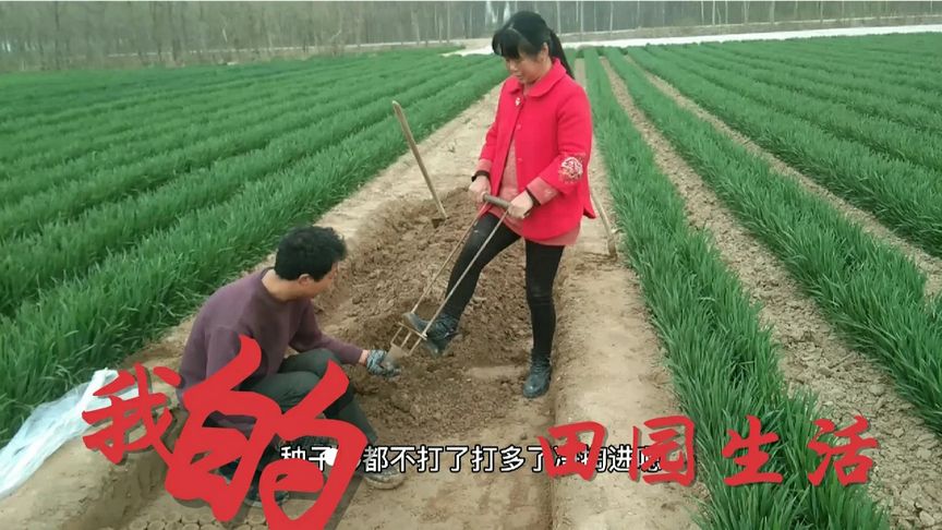 小岩爸爸种植牛角辣椒 打钵,妈妈回来帮忙说了什么话?爸爸开心