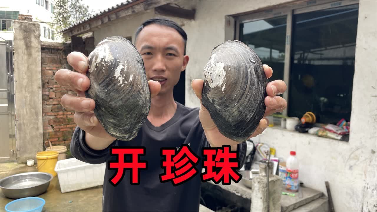 河蚌里的"珍珠"你见过吗?河蚌可以产生珍珠,但是很难形成