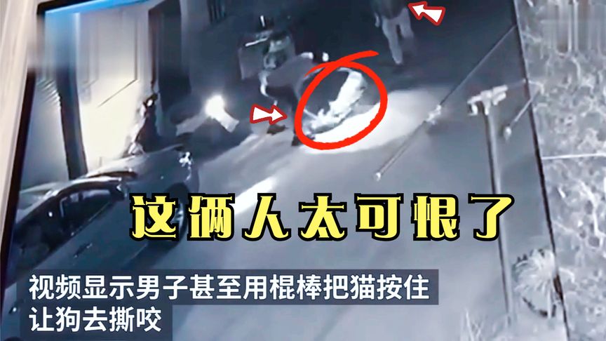 下集:俩男子为取乐,半夜带狗撕咬猫咪,最终导致猫咪被活活要死