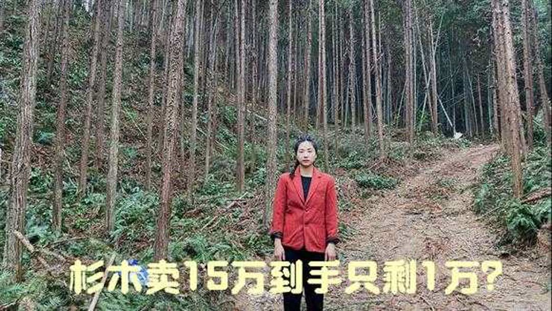 农村不是靠山就是靠地吃 工人拿杉木快一个月 卖杉木都花在人工费