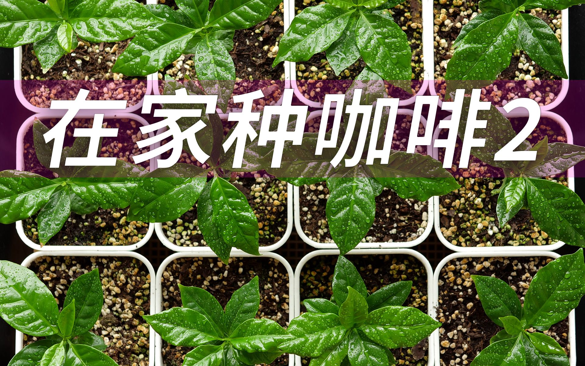 在家种咖啡2:咖啡育苗期最关键的两次换盆。