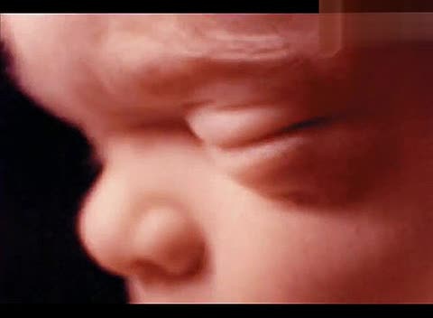 婴儿从受孕到诞生全过程,感叹生命的不可思议!在线播放网,视频高清...