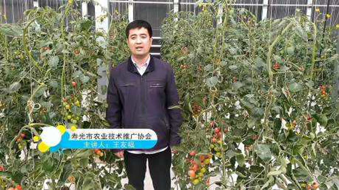 无土栽培小番茄,适度减少浇灌可以增加糖分