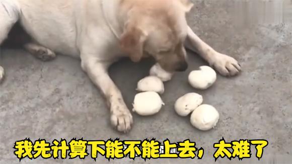 搞笑视频:这到底是啥玩意,我先计算下能不能上去,太难了