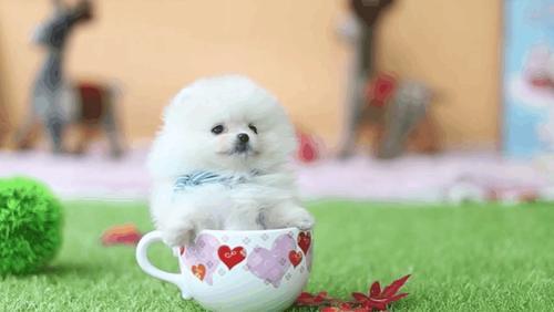 全世界最小的狗,比巴掌还小,可以在茶杯里游泳,太可爱了!