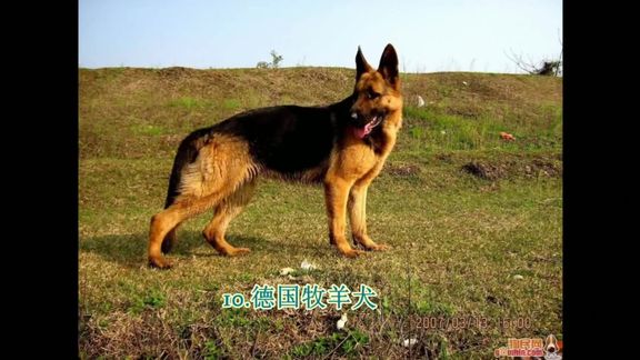 狗狗十大排行榜!