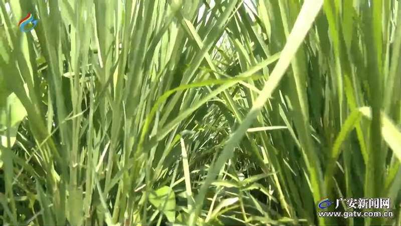 华蓥:五彩稻田画进入观赏期