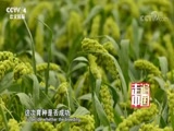 [走遍中国]基因测序分子育种