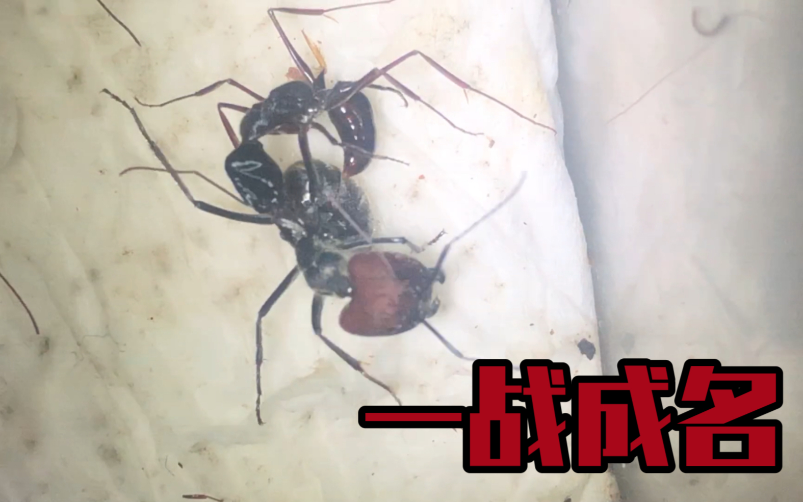 【蚁科内战】新种大齿猛蚁击败红头弓背蚁