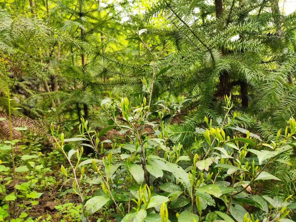 古法制作,野生有机富硒茶。
