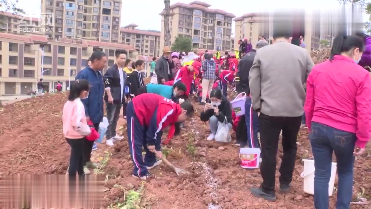 视频丨千人植树活动为茶陵城添新绿