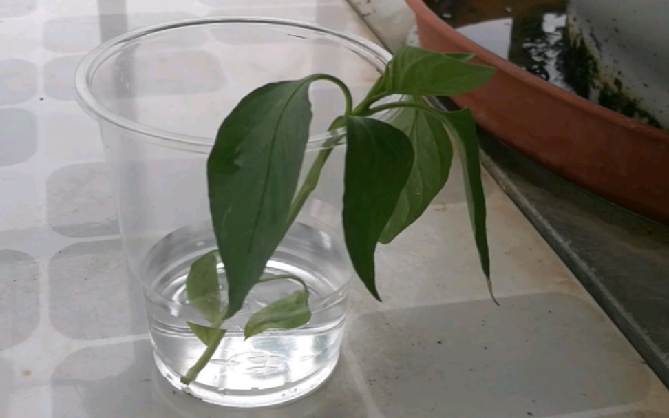 老鼠饥荒难耐,连阳台上的辣椒苗都咬断了!趁机做个实验——没有根的...