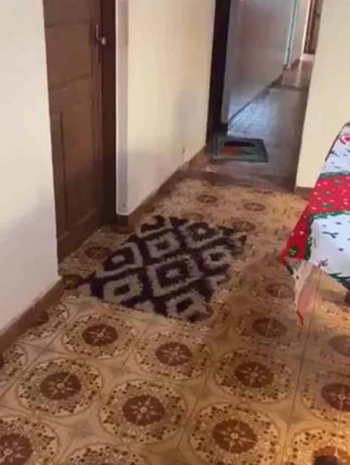 奶奶因糖尿病截肢后不得不使用轮椅,暖心的狗子学会把地毯挪开以防...