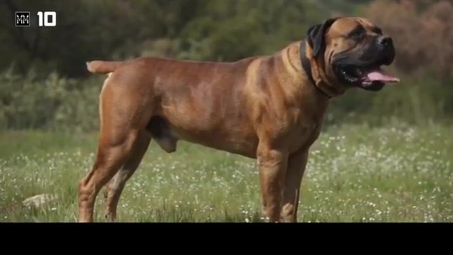 世界十大战斗力力最强的狗 世界十大