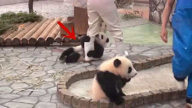 熊猫在日本太嚣张,竟成了动物园小霸王,碰到女饲养员就要抱抱