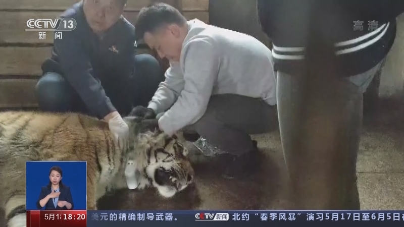 [共同关注]黑龙江 进村东北虎今天被放归山林