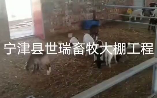 建设养羊大棚 钢架保温羊棚搭建 山羊养殖大棚施工安装