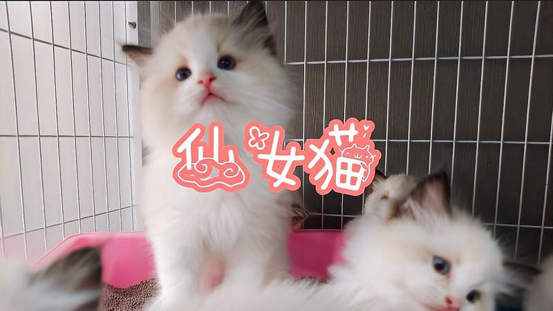颜值这一块布偶猫确实不输任何猫品种!