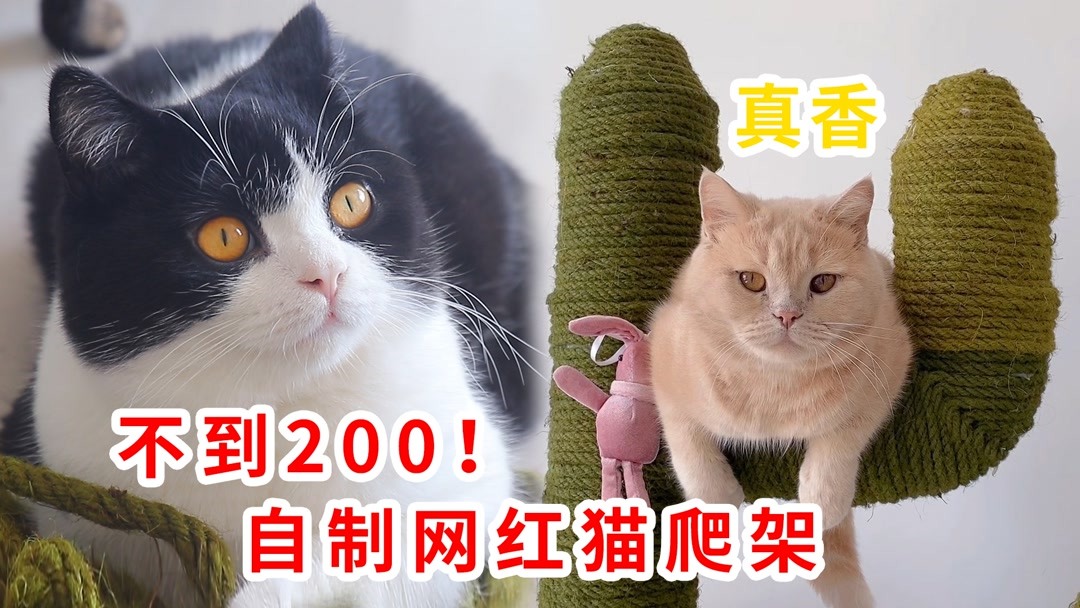自制网红猫爬架,4只猫咪着急验收成品:一碰就上瘾