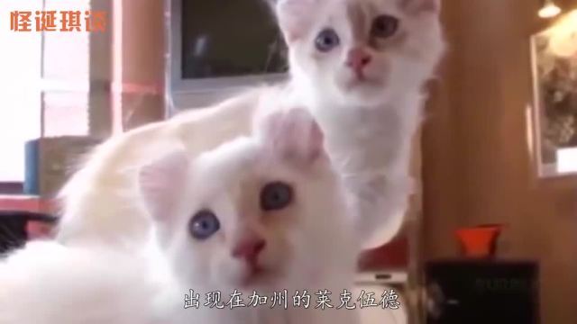 世界上10大最昂贵的猫!它的价格可以买套房子了?