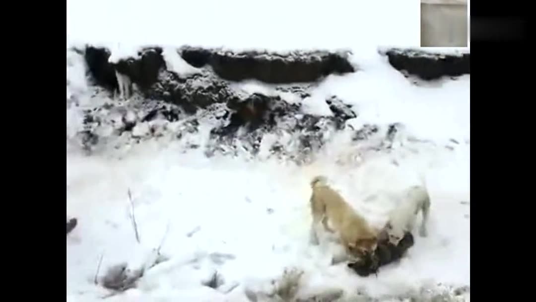 国外狗猎杀狼的真贵场面,杜高藏獒大战野狼,谁更胜一筹?