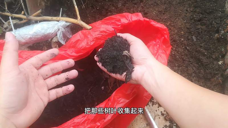 “它”才是万能杀菌药!农资店老板养花的秘密武器