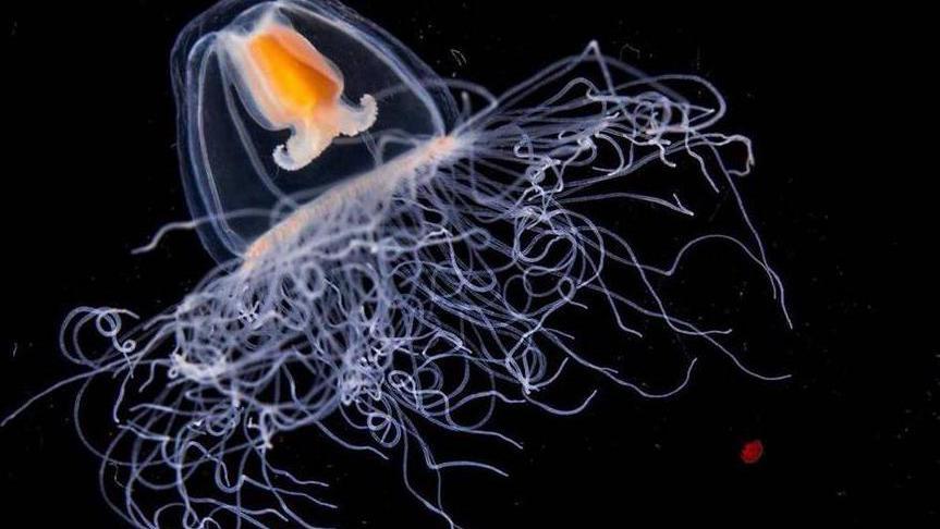 世界上寿命最长的动物,它说第二,没人敢说第一