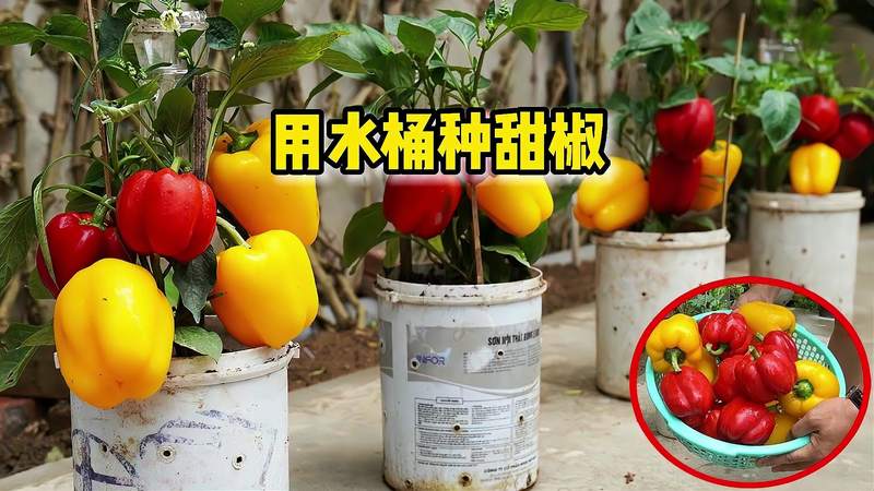 用废弃水桶在家种植甜椒,好种植易管理,好看又好吃
