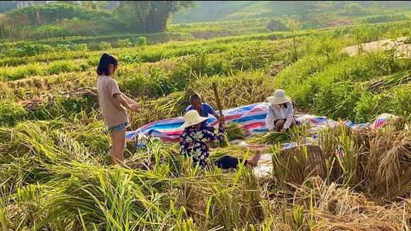 农村生活,记录手工收割稻谷的全过程,和你那里一样吗?