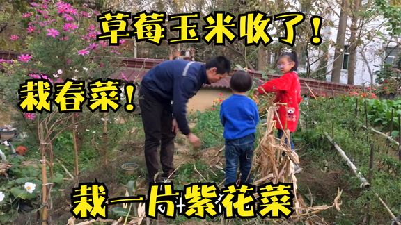 院子里玉米辣椒没用了,拔了栽春菜,有种菜见过的人不会多!