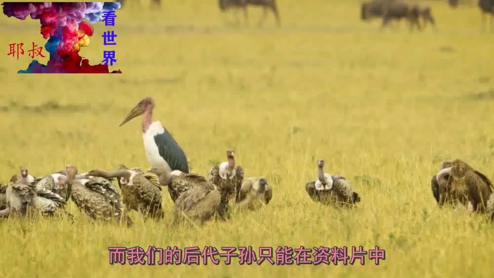 全球屈指可数的动物,仅剩下三只!