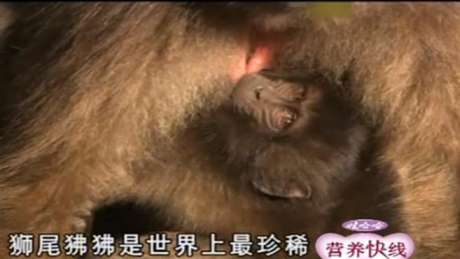 狮尾狒狒是世界上最珍惜的猴类，它们被看作一个独立的物种